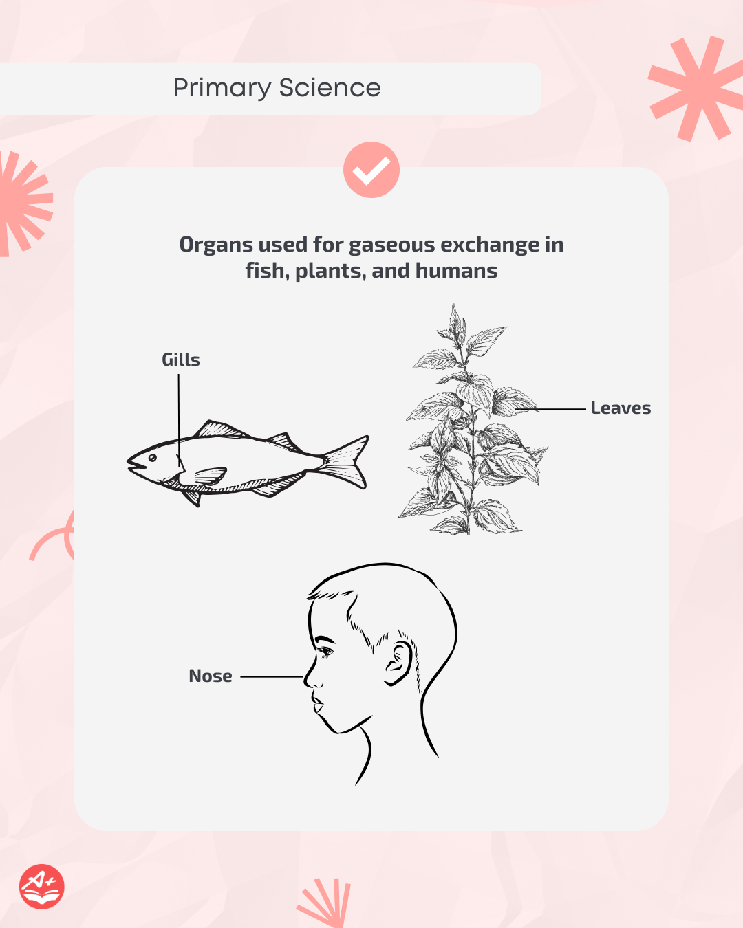 PSLE Science: A Must-Know Guide To The Respiratory System